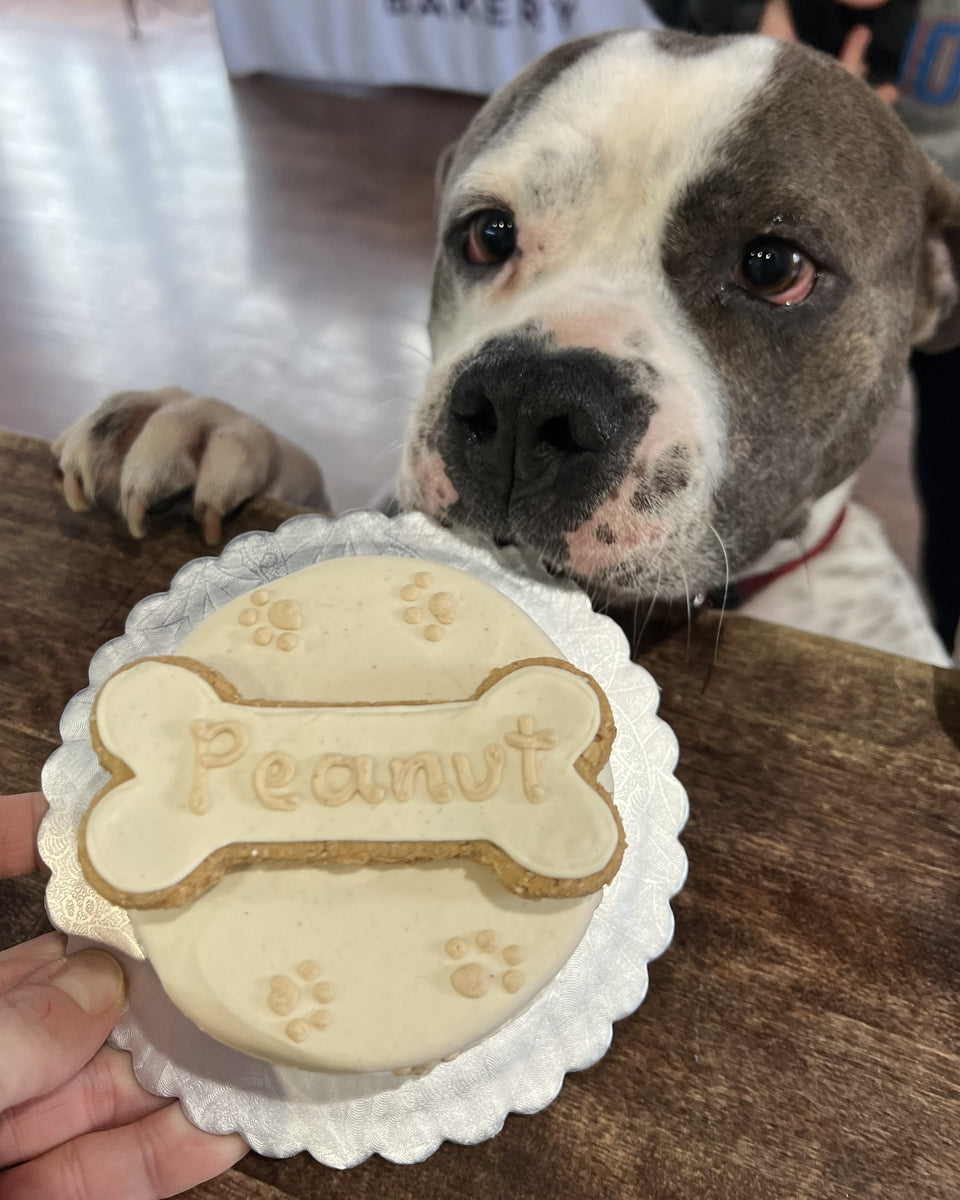 Peanut Butter Celebration Cake – Bones Dog Bakery
